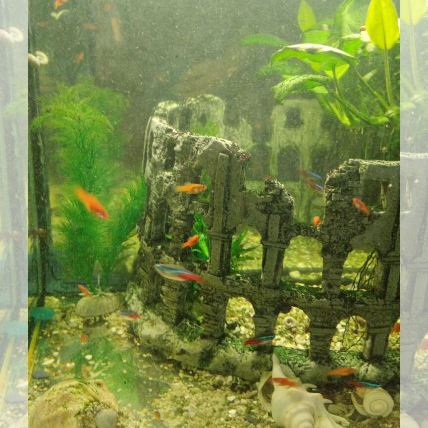 Аквариумные рыбки меченосцы