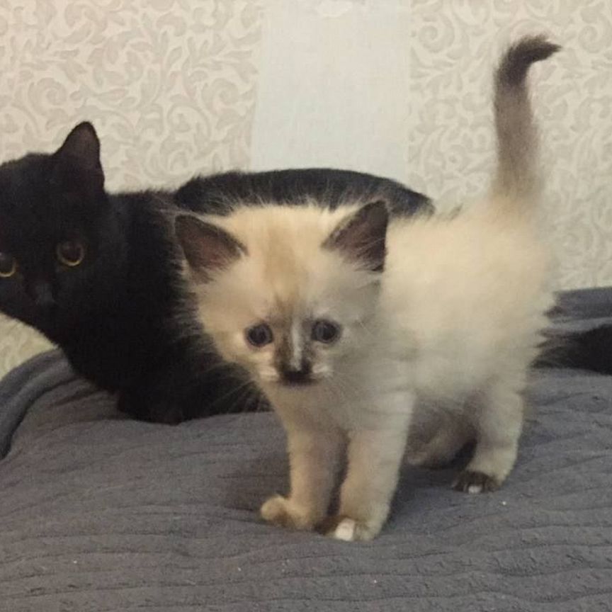 Сибирский котёнок