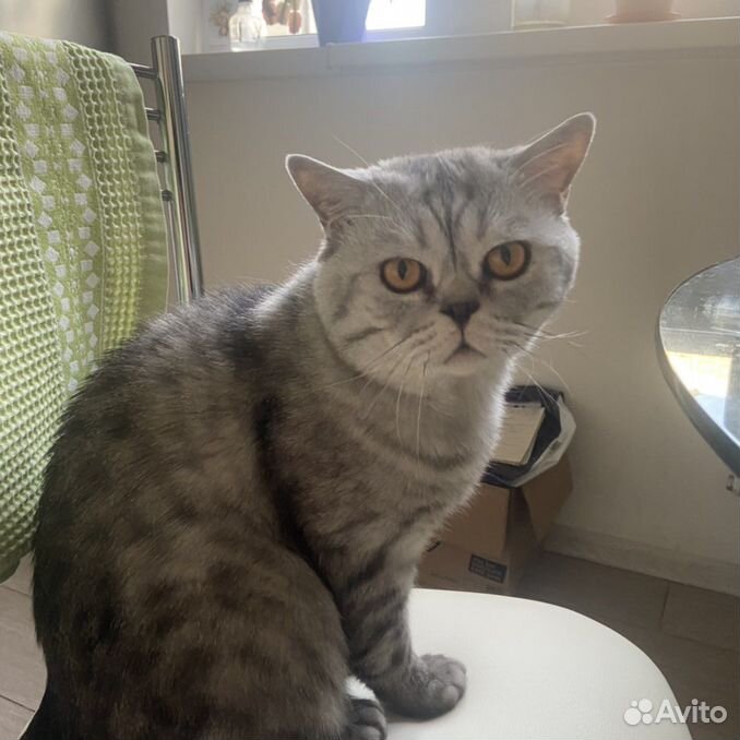 Британец помесь