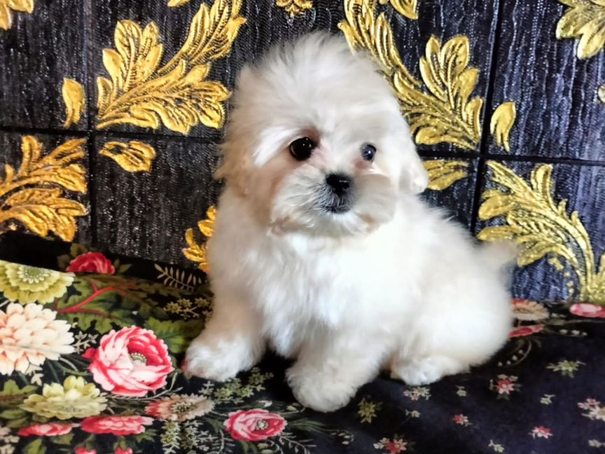 Супер мини мальтипушка