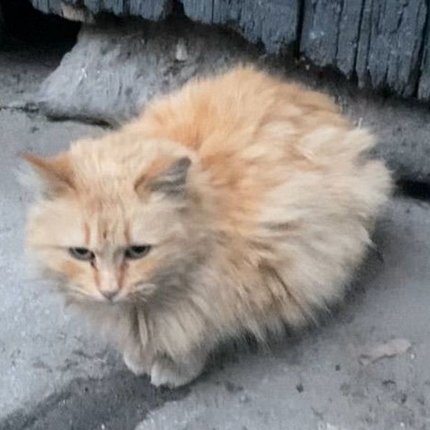 Рыжая молодая кошечка плачет от зубной боли