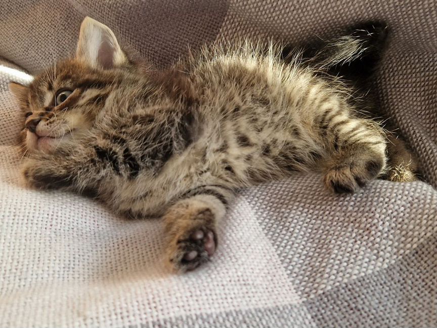 Сибирские котята