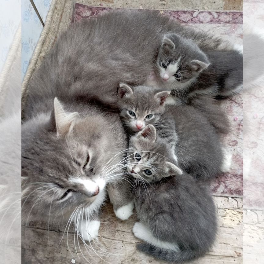 Котята в добрые руки полтора месяца