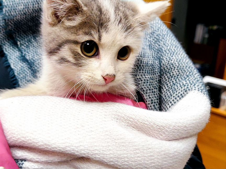 Котята в добрые руки