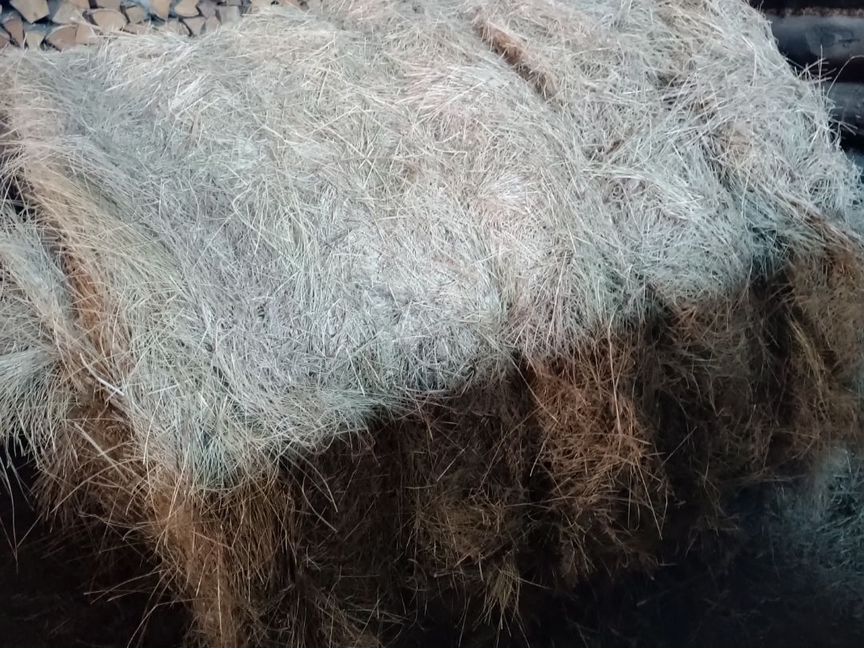 Продам сено в рулонах