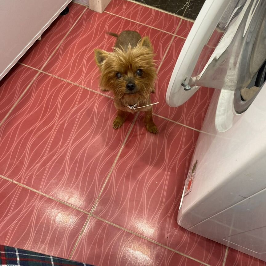 Собака в добрые руки отдам бесплатно