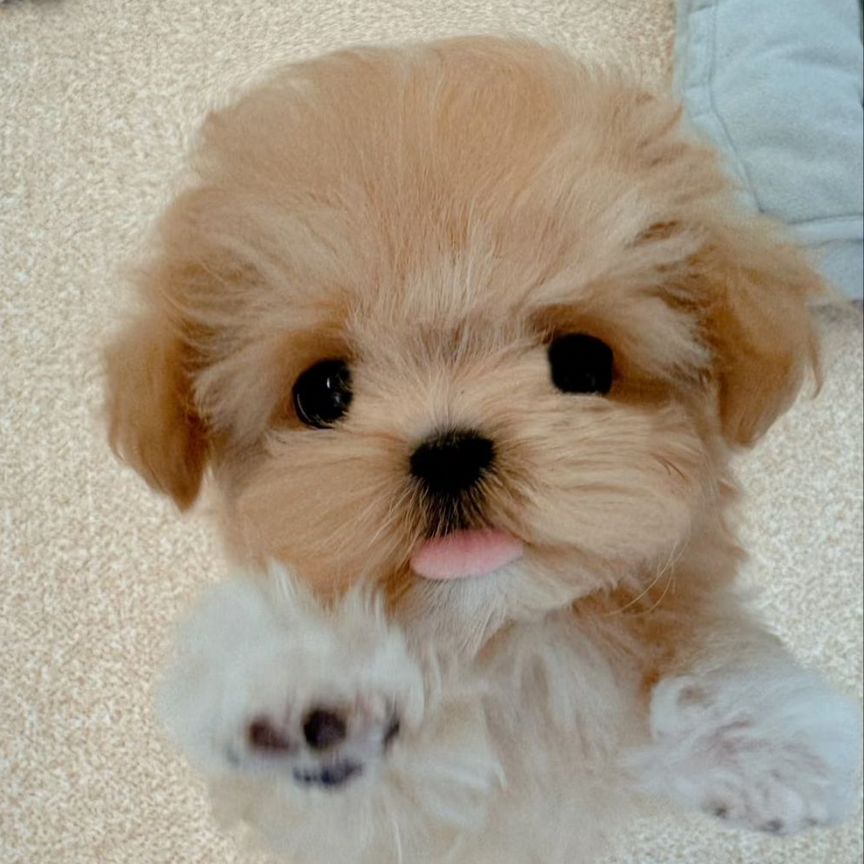 Мальтипу, щенок