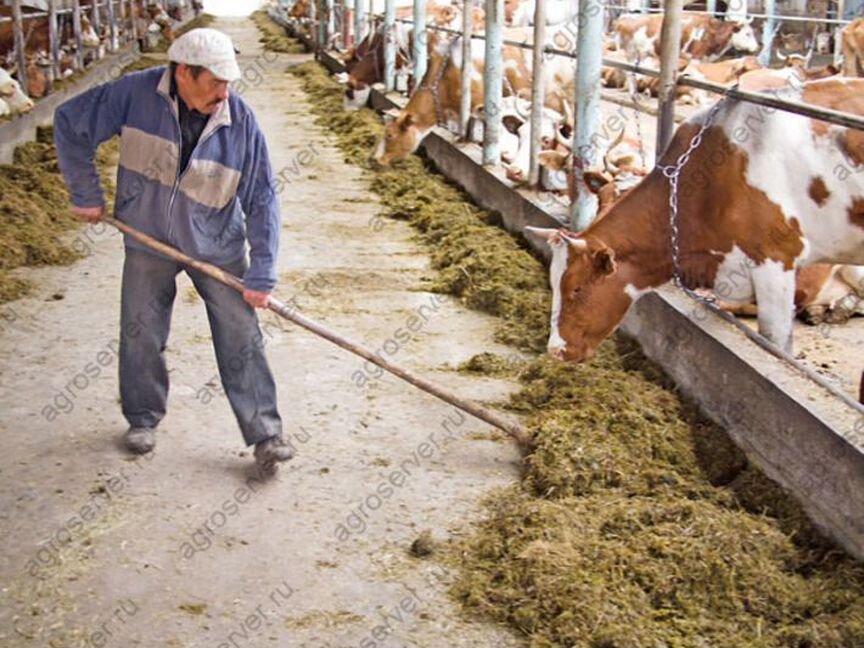 Дробина пивная (сырая)