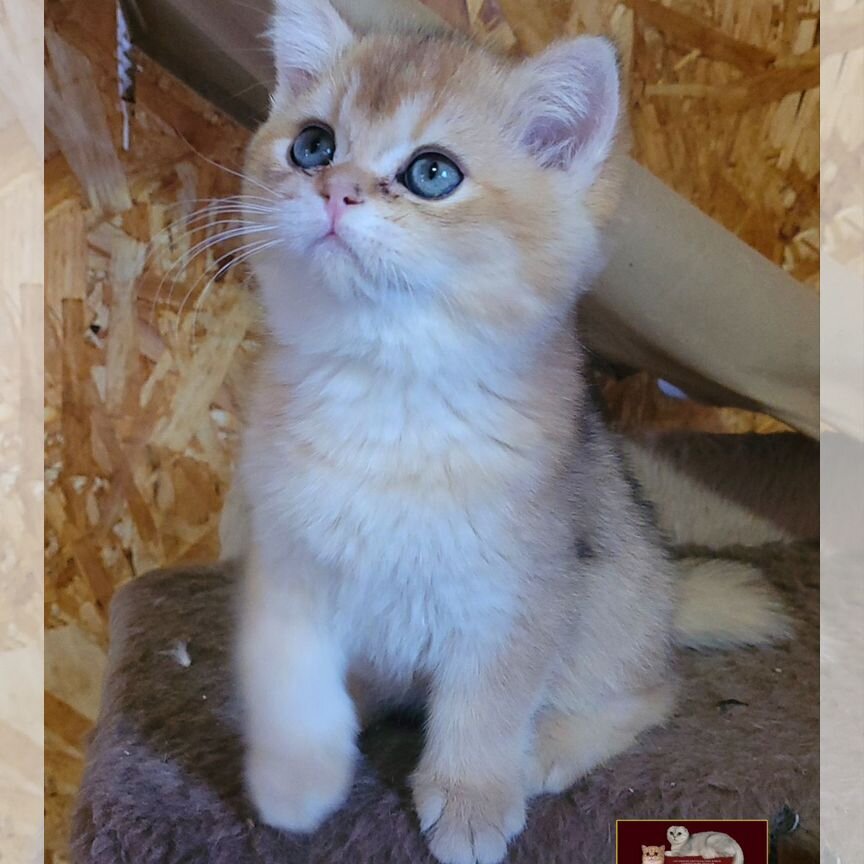 Шотландский мальчишка