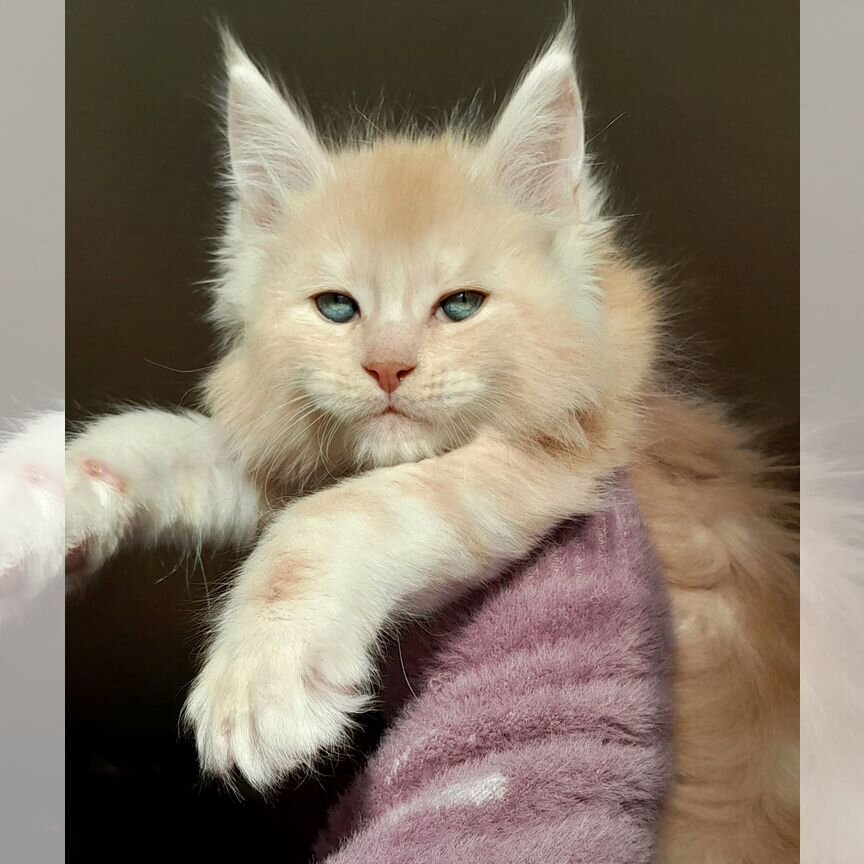 Роскошный кот