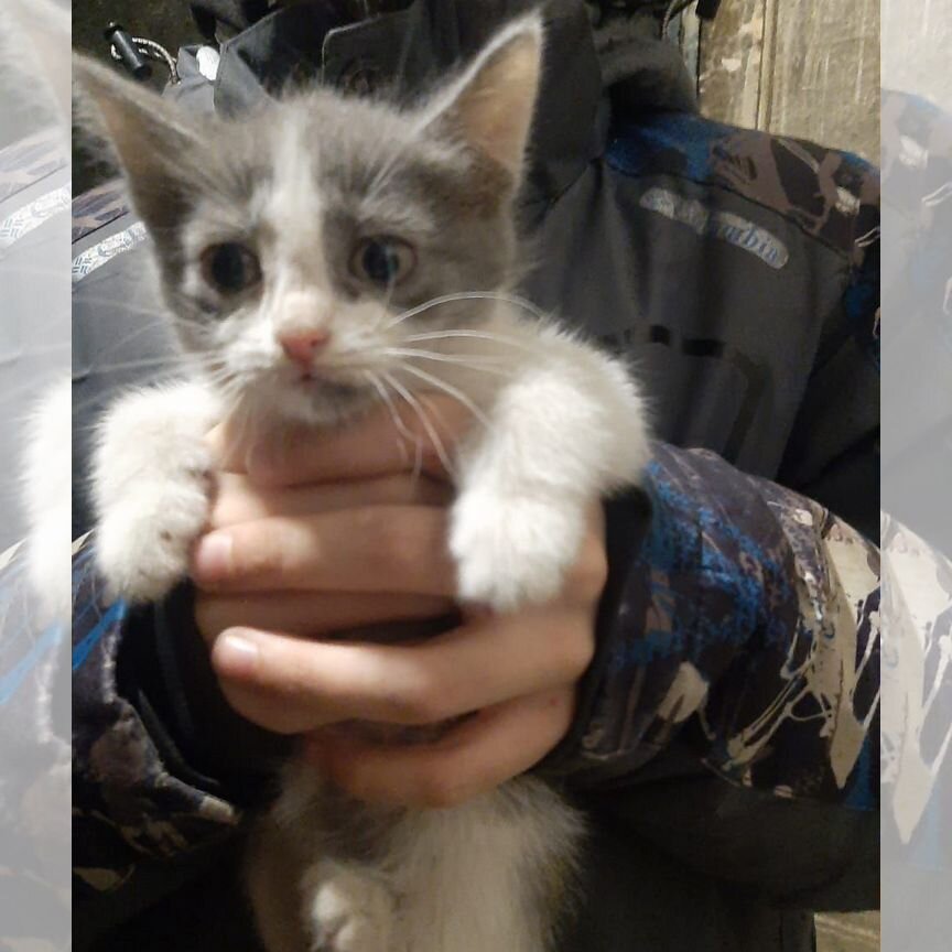 Котятам нужен дом