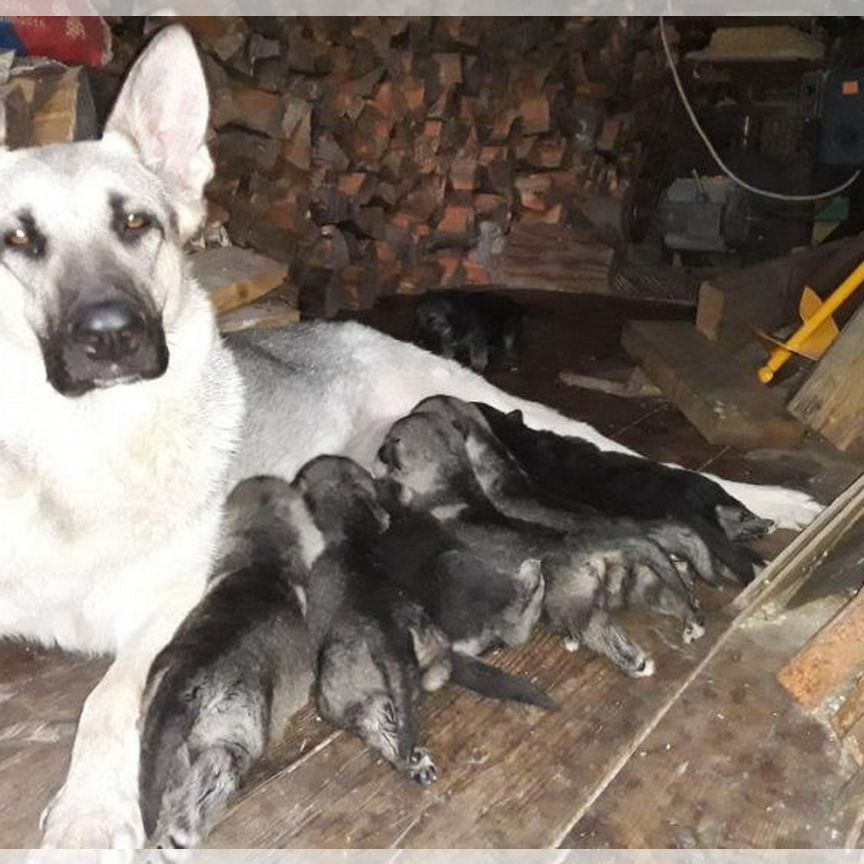 Восточноевропейская овчарка, щенок