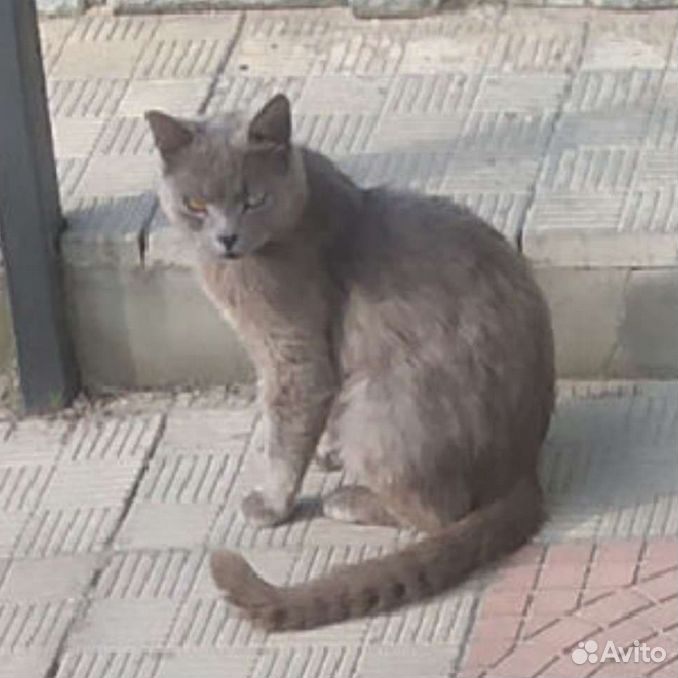 Кот Русский голубой пропадает на улице