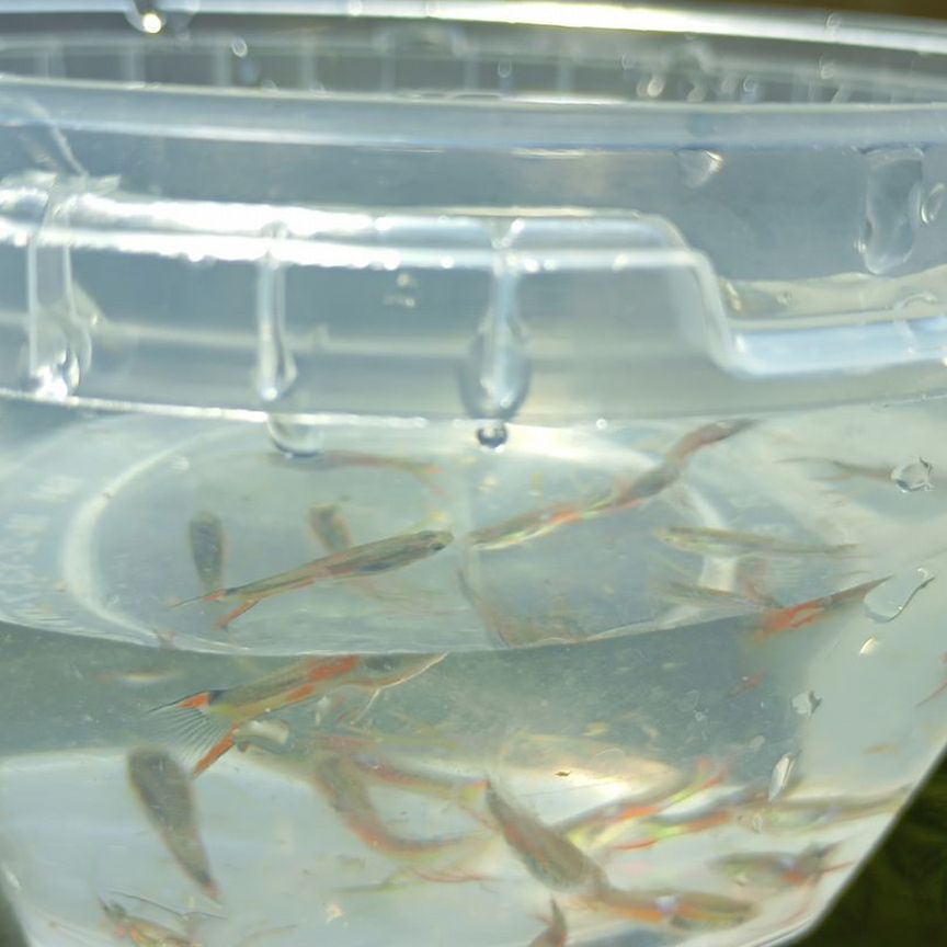 Гуппи Эндлера