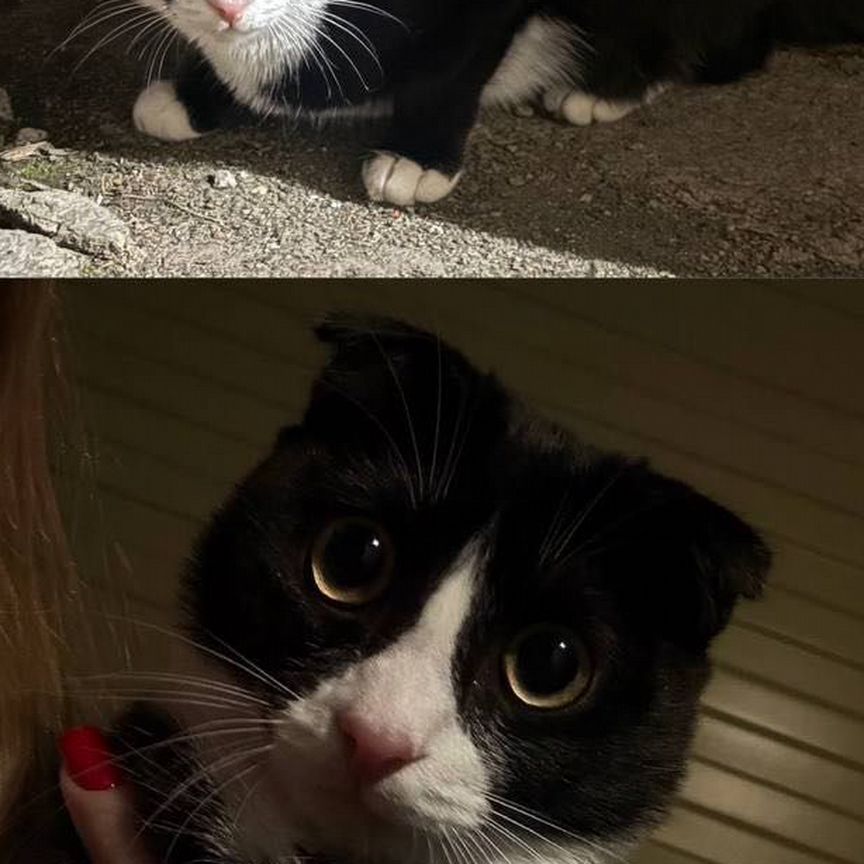 Шотландский вислоухий короткошёрстный котёнок