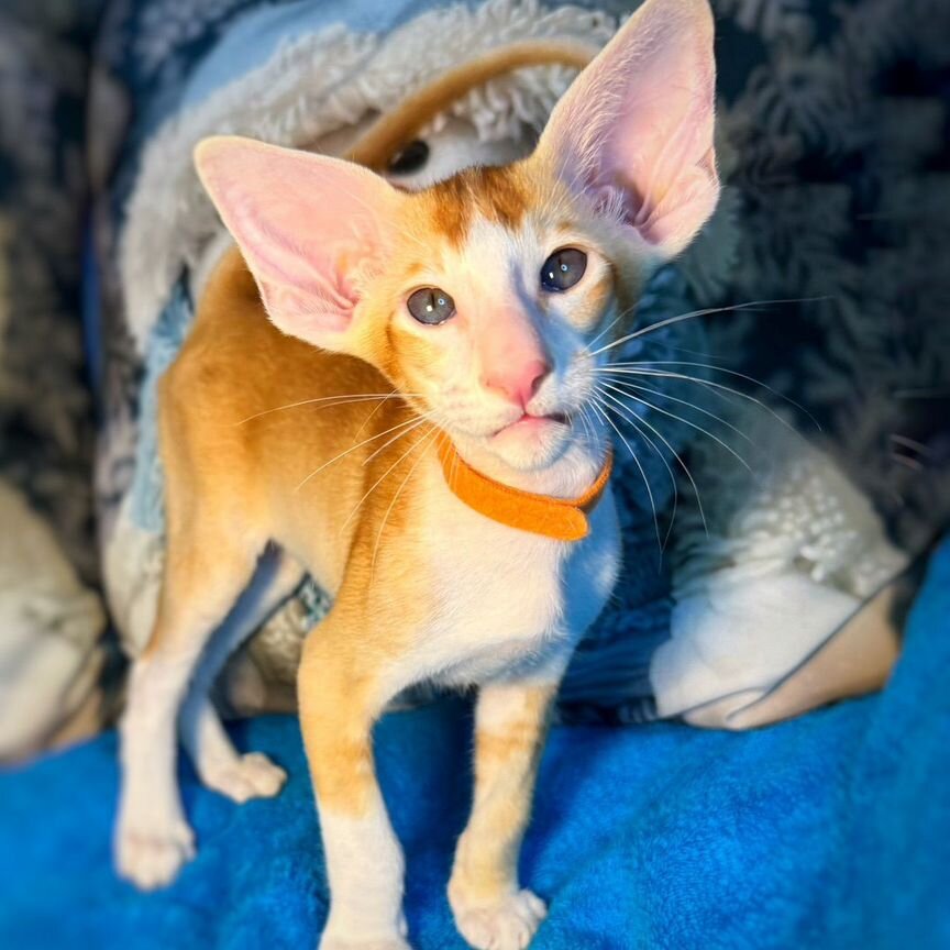 Ориентальный котёнок