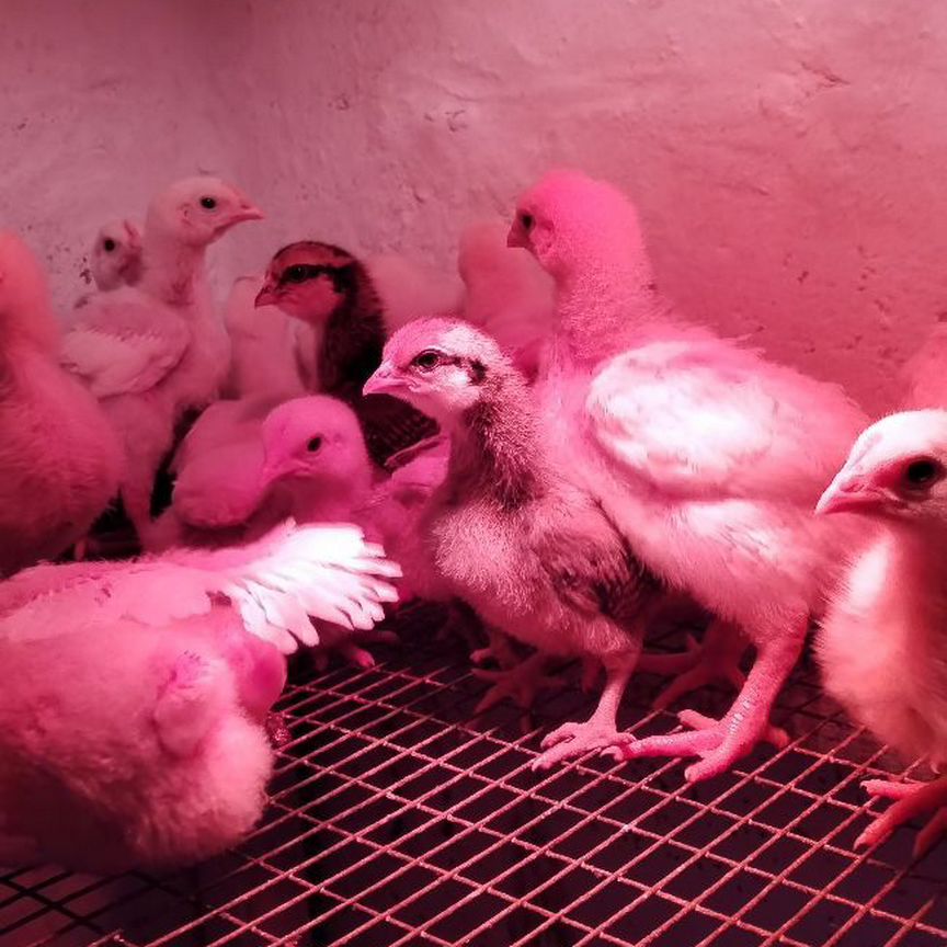 Броллеры Кузбасс 308