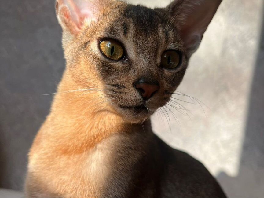 Абиссинская кошка