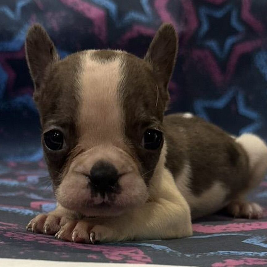 Французский бульдог девочка мини