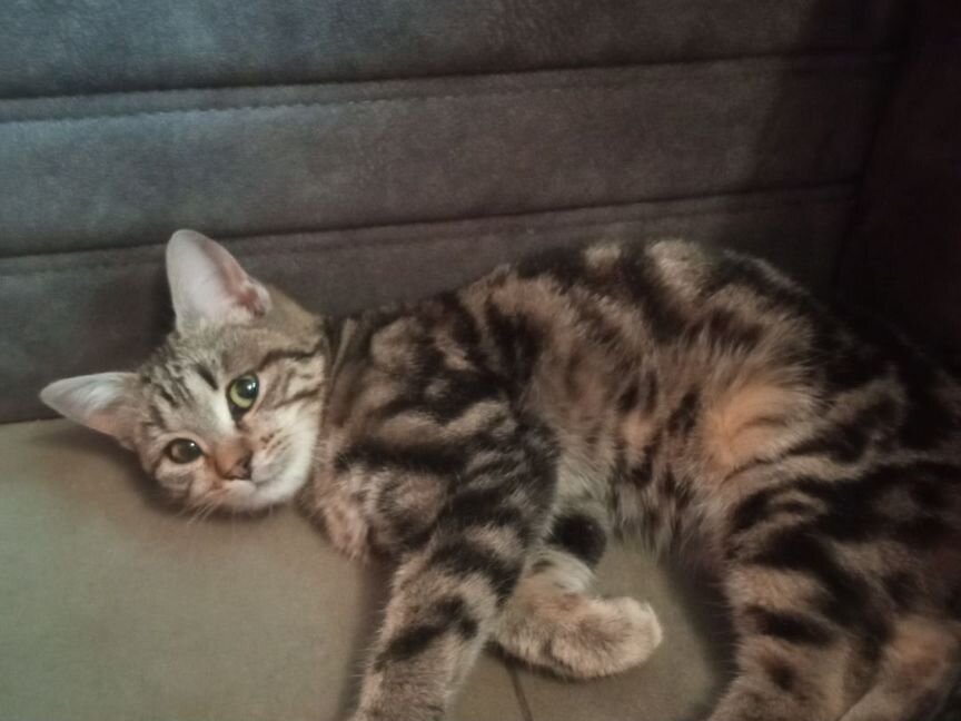 Маленький кот в добрые руки