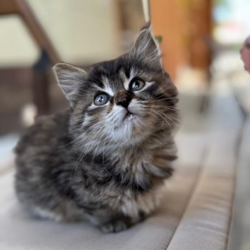 Котенок породы Норвежская лесная в дар