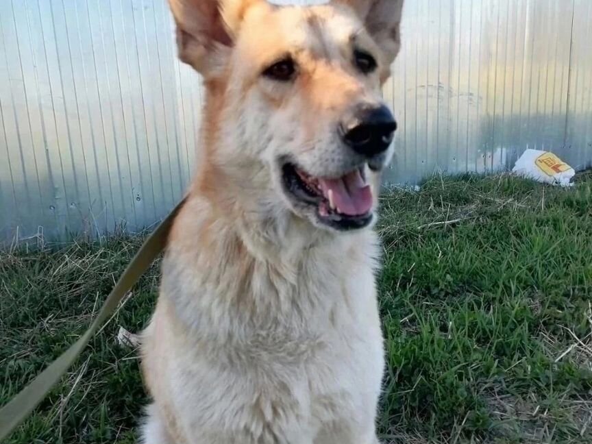 Собака Валенсия в хорошую семью бесплатно