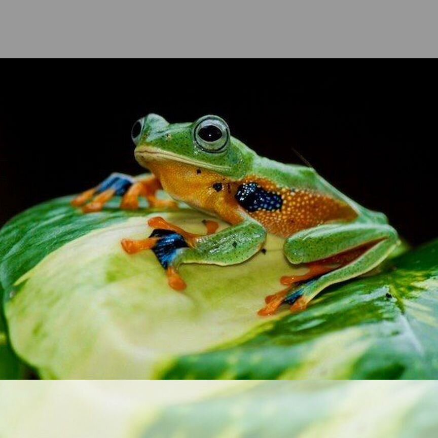 Щенок от частного владельца