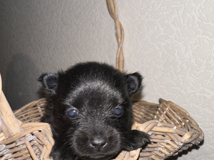 Померанский шпиц