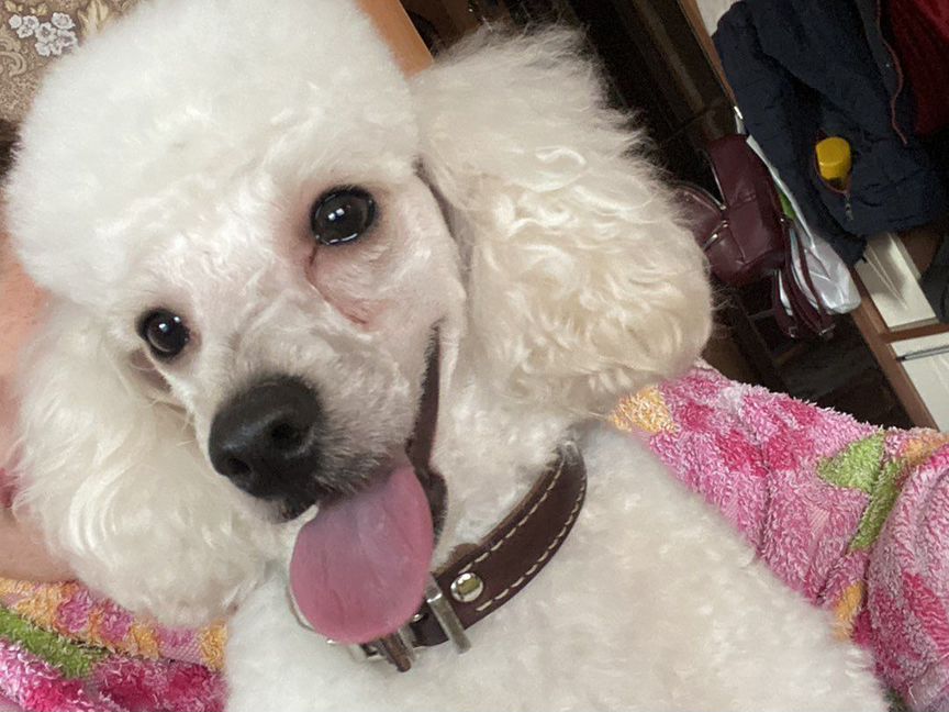 Вязка кобель пудель той