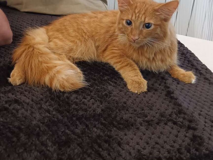 Котенок-подросток в добрые руки