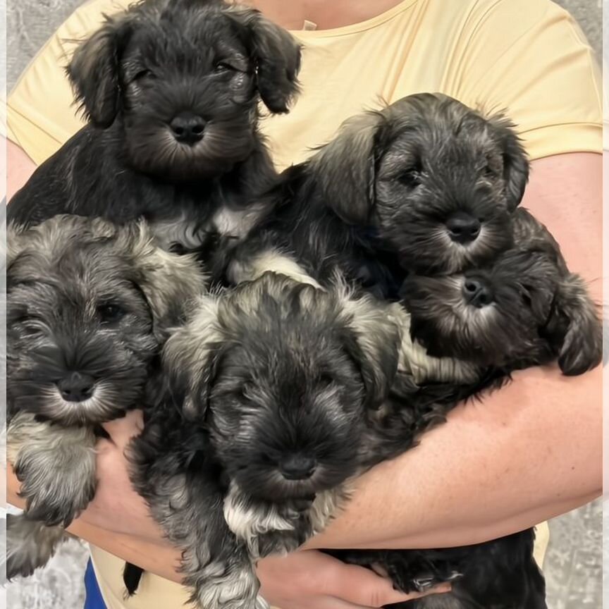 Цвергшнауцер, щенок