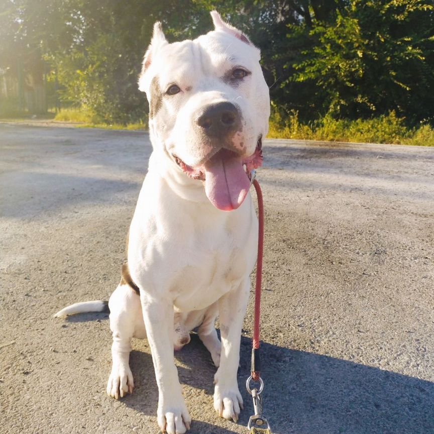 Стаффорд вязка