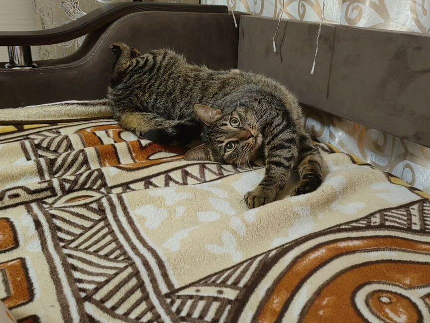 Кот в добрые руки