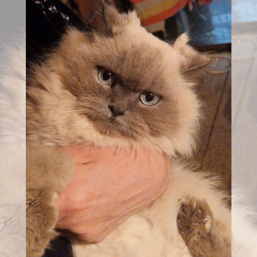 Взрослая, Девочка кошка в добрые руки