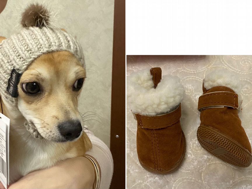 Ботинки и шапка для маленьких собак