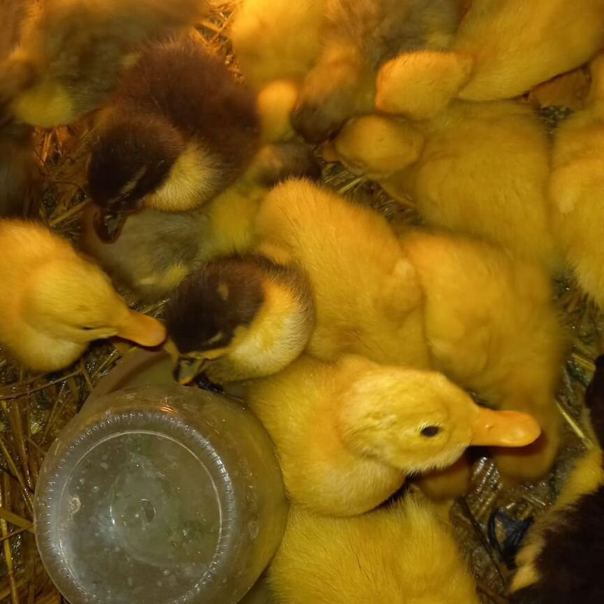 Гусята,индоутята