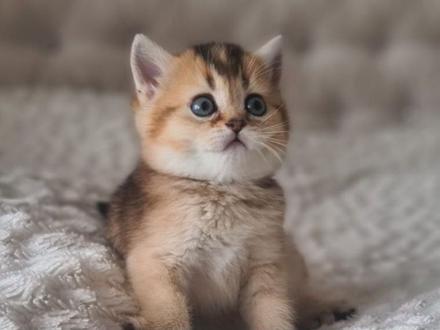 Шотландская золотая шиншилла