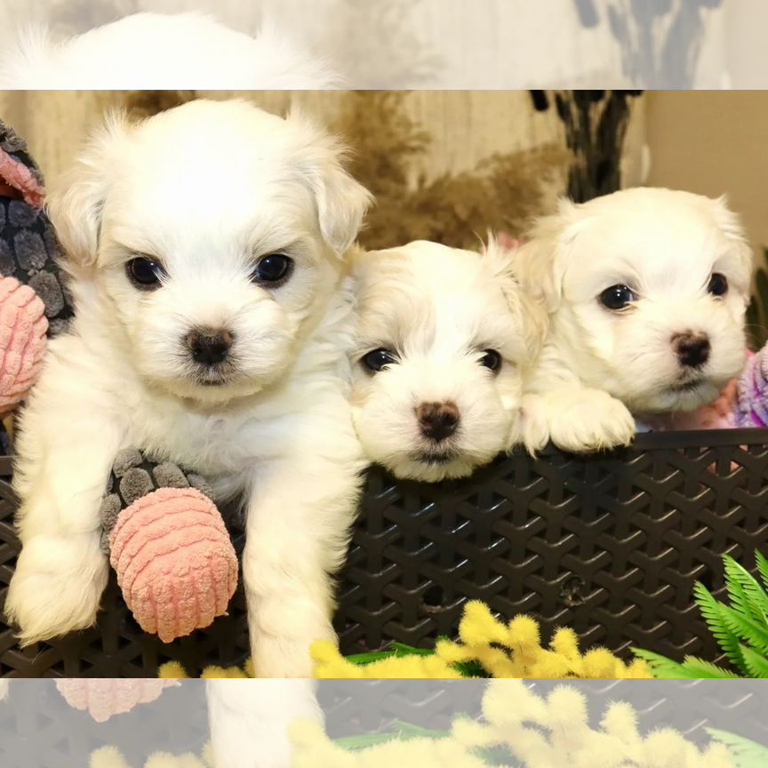 Мальтийская болонка, щенок