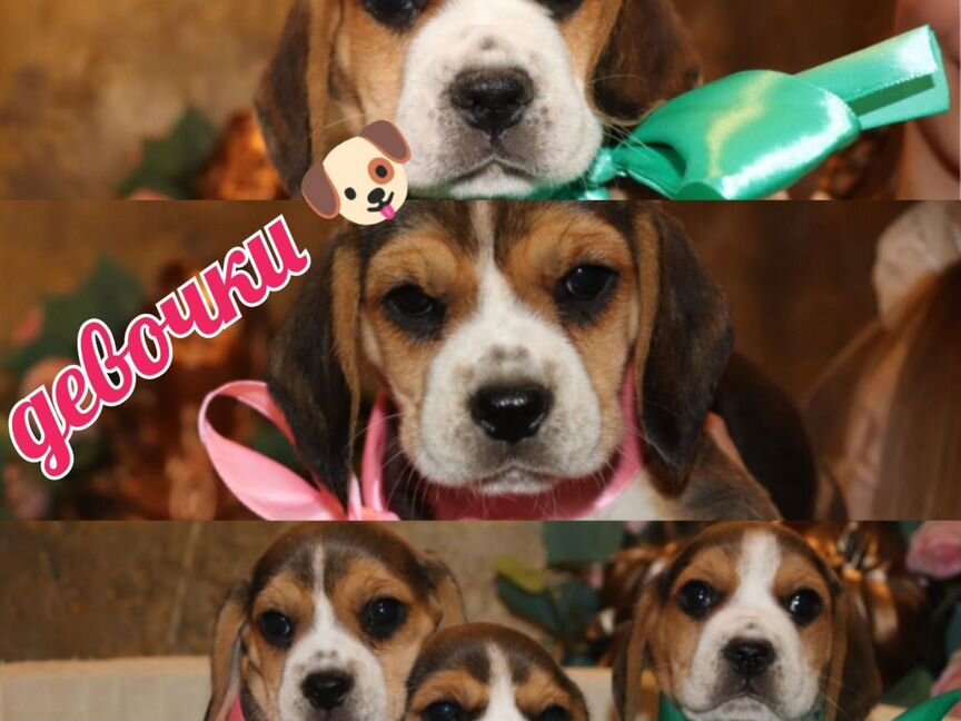 Щенки бигль