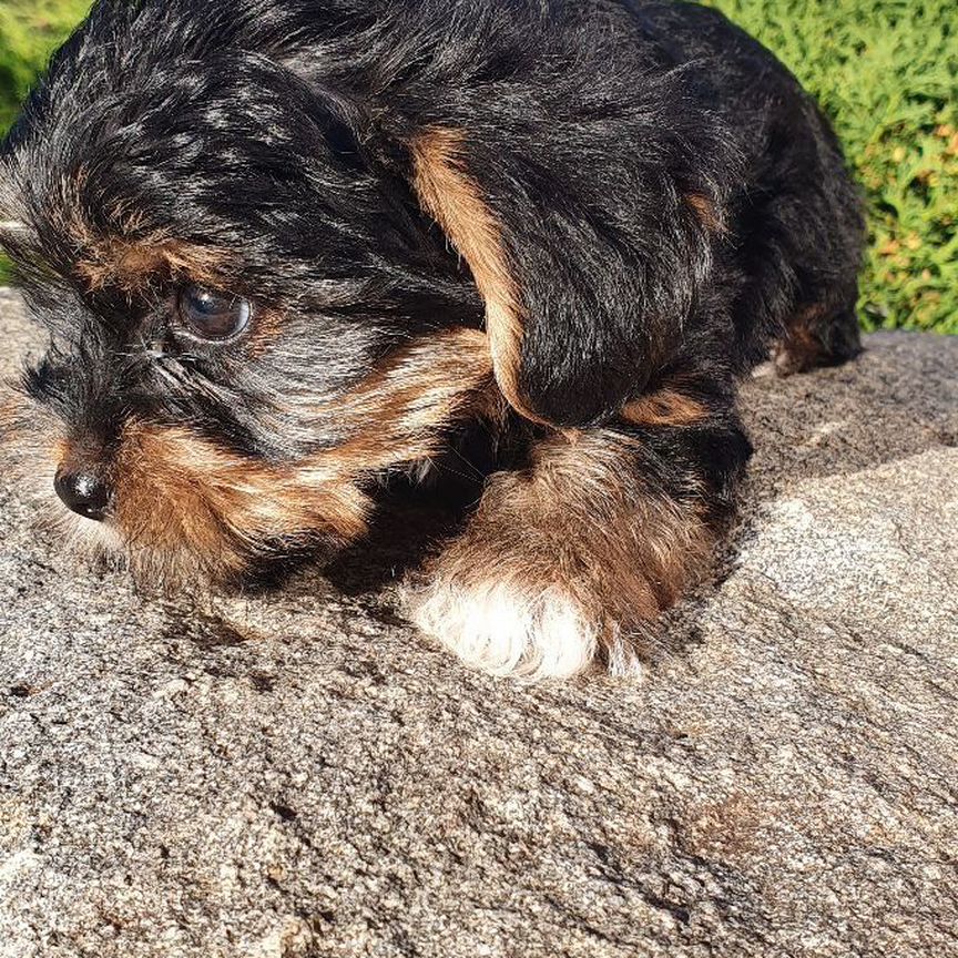 Йоркширский терьер щенки