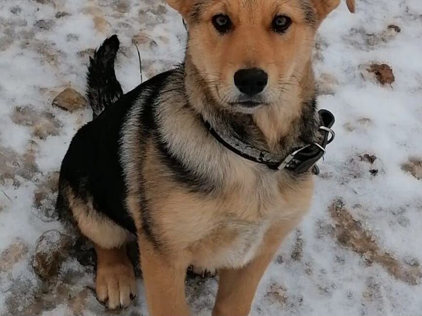 Щенок в добрые руки