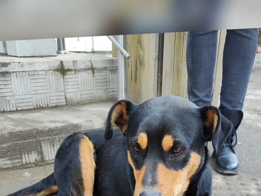 Собака ищет дом