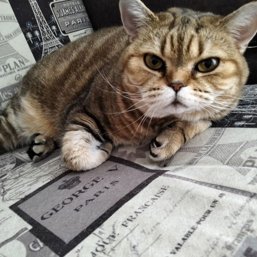 Шотландская прямоухая короткошёрстная кошка, взрослая