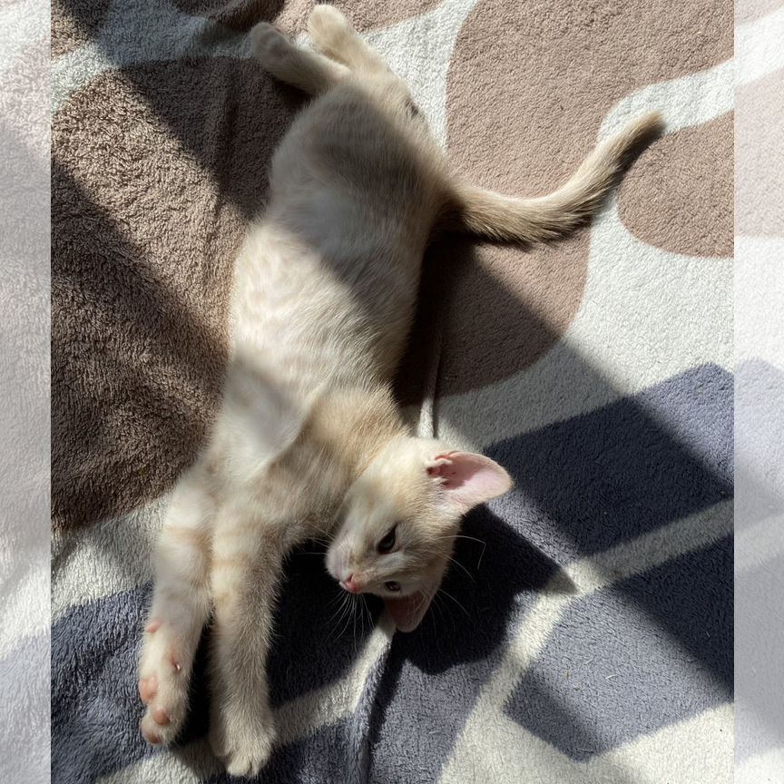 Котенок персиковый рыжий