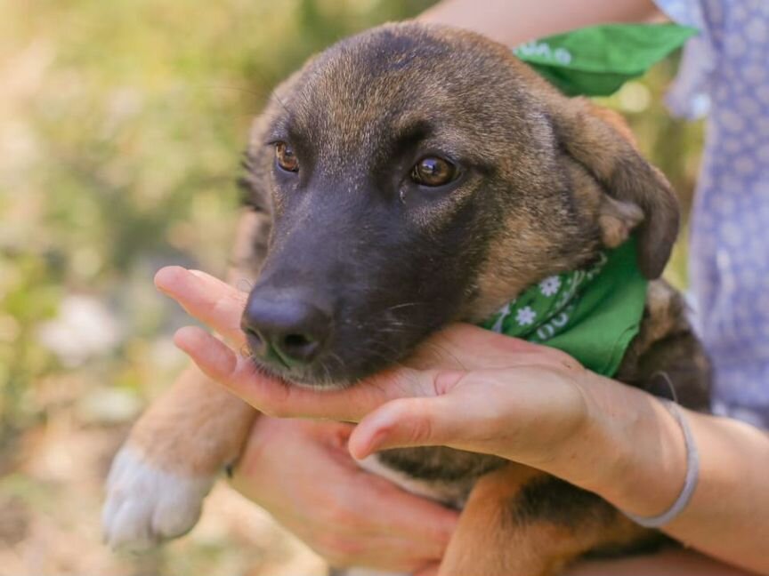 Девочка 4, 5 месяца мама овчарка рыжая