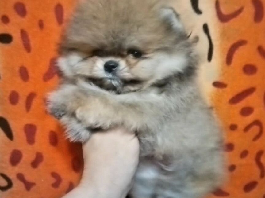 Очень маленькая супер померанка