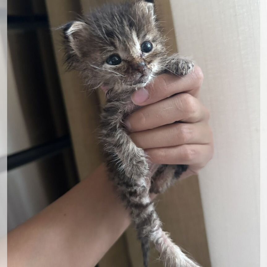 Котенок мальчик серый полосатый