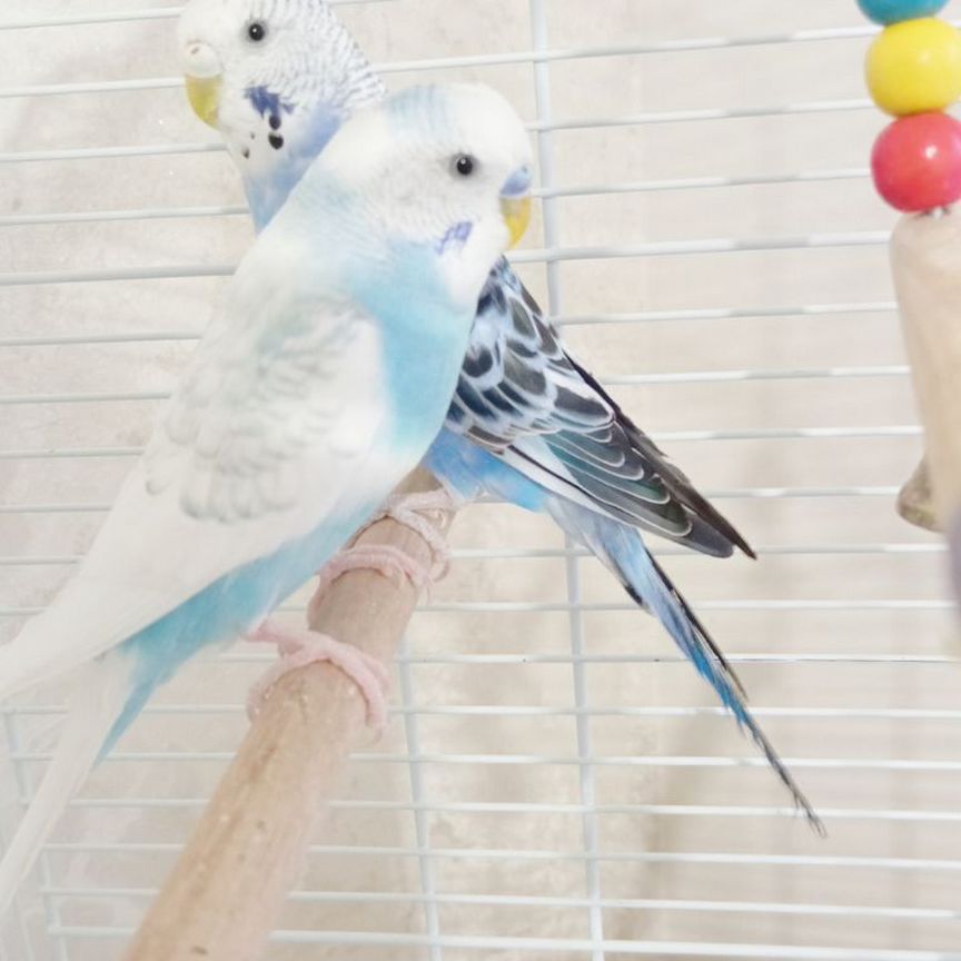 Волнистые попугаи с клеткой