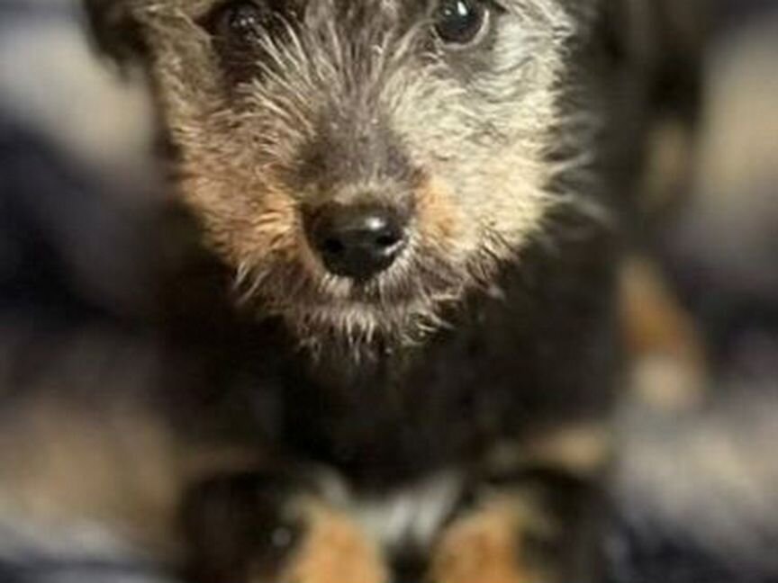 Маленькая собака в добрые руки бесплатно