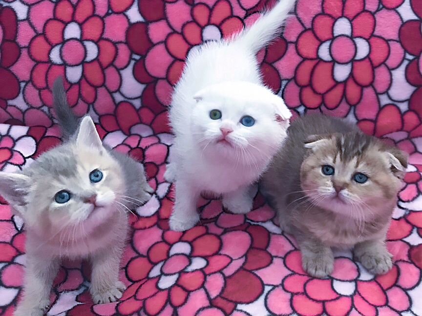 Шотландскте вислоухие котята